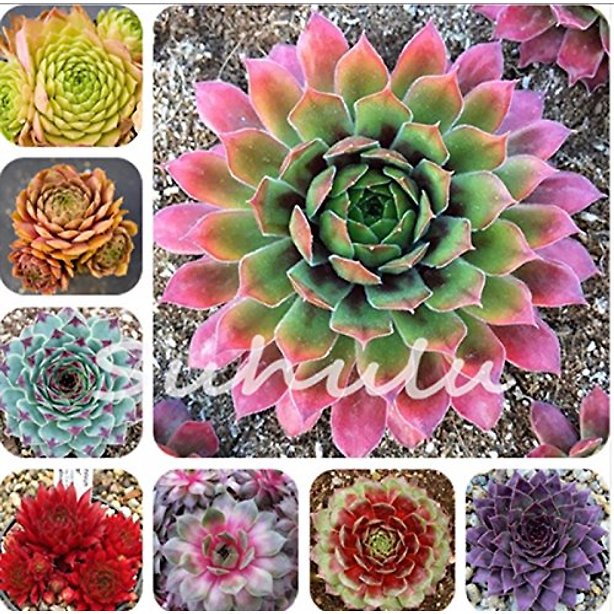 200 pcs Hens And Chicks Succulent Mix Seeds (Sempervivum Hybridum) Bonsai Plant