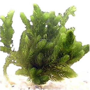 Marcus Fish Tanks Hornwort Coontail Ceratophyllum Easy Live Aquarium Plant Oxygenating Pond Plant Buy 2 GET 1 Extra