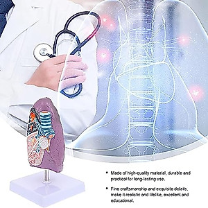 Anatomy Model Human Lung Model Human Pathological Lung Teaching Model, Internal Organs Champion Surgery, for Medical Demonstration Organs Model