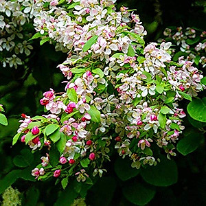 Brighter Blooms - Dwarf Red Delicious Apple Tree, 5-6 Ft. - A Supermarket Favorite, Grown at Home - No Shipping to AZ, ID, OR, or CA
