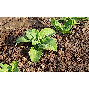 Pak Choi Cabbage Seeds for Planting, 500+ Heirloom Seeds Per Packet, (Isla's Garden Seeds), Non GMO Seeds, Botanical Name: Brassica rapa subsp. chinensi, Great Home Garden Gift
