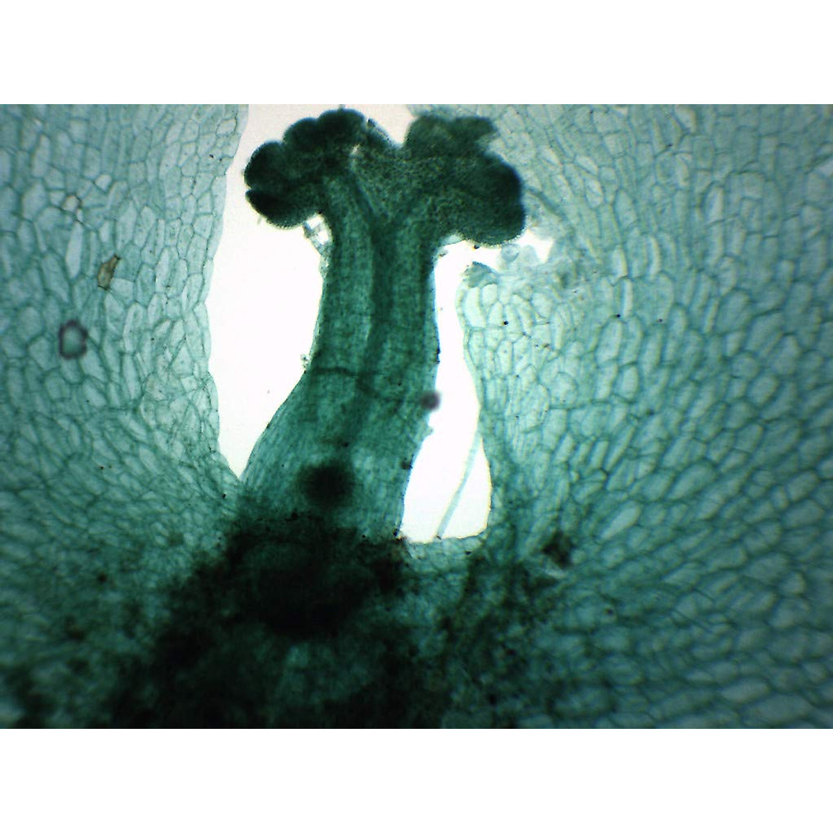 Fern Life Cycle Composite - Prepared Microscope Slide - 75 x 25mm - Biology & Microscopy - Eisco Labs