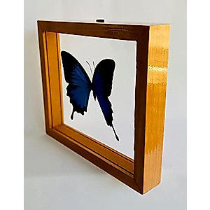 Wall Decor Framed butterfly Worldwide Insects The Ulysses Butterfly (Papilio Ulysses) - 6x7 inches - Glass - Taxidermy Collectible - Gift