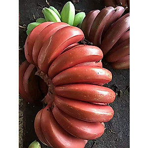 Rare Seeds 100pcs Banana Seeds Red Dwarf Tree Bonsai Fruit Decor Home Gardening Planting