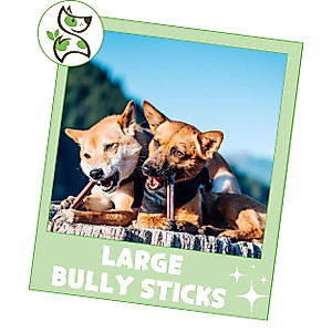 Nature Gnaws Large Bully Sticks for Dogs 11-12" (5 Count) - Thick Long Lasting for Aggressive Chewers and Large Dogs - Natural Beef Dog Chew Bones