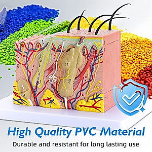 faruijie Human Skin Model 35x - 35 Times Skin Structure Anatomical Model Skin Color Model Teaching Medical Model