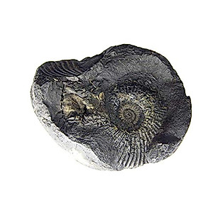 XUETZALCOATL Shatrughnah Sudarshan Shaligram 1.5cm - 2.5cm from Kali Gandaki 1 pcs