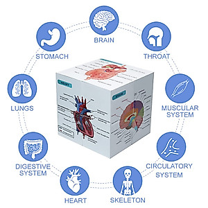 Medical Student Human Anatomy 3.93"Cube Anatomy Poster Set Heart,Brain,Lung,Stomach,Throat,Muscular,Skeletal,Digestive,Circulatory,Gifts For Medical Students, Nurse