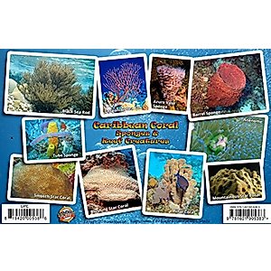 Caribbean Coral Identification Guide Waterproof Card