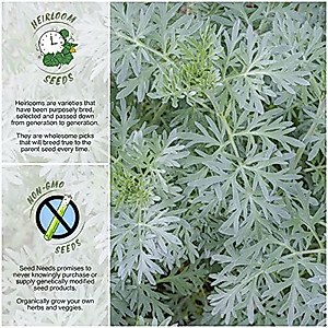 Seed Needs, Wormwood Herb Seeds for Planting (Artemisia Absinthium) Heirloom, Non-GMO & Untreated - Medicinal Herb (2 Packs)