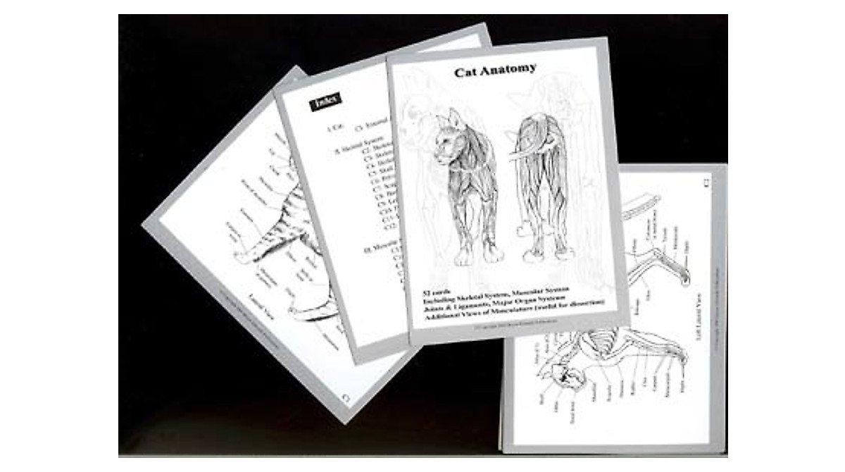 Canine & Feline Anatomy Flashcards - Special Offer