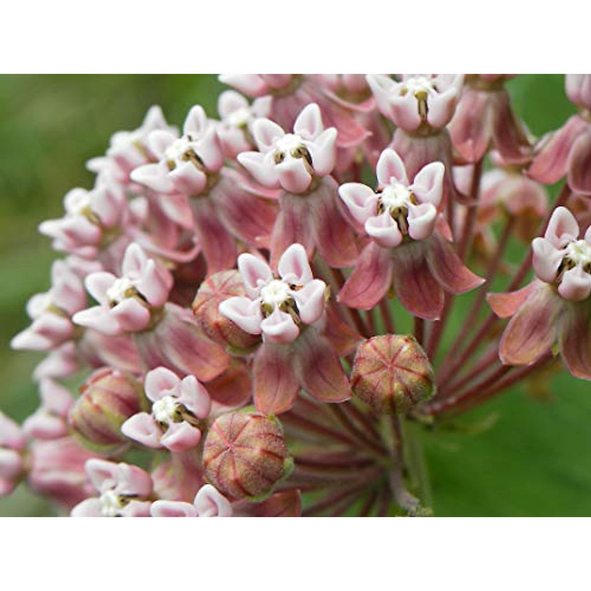 Sow Right Seeds Common Milkweed Seeds; Attract Monarch Butterflies to Your Garden; Non-GMO Heirloom Seeds; Full Instructions for Planting, Wonderful Gardening Gift (1)