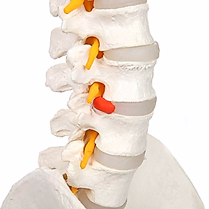 Axis Scientific, 34 Life Size Spine Model with Vertebrae,Nerves,Arteries, Lumbar Column,Male Pelvis - Human Anatomy Model for Education & Study - Includes Stand/Product Manual - Plastic Spine Model