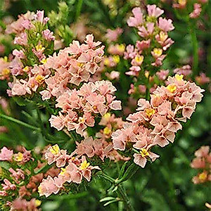 QAUZUY GARDEN 500 Seeds Muti-Colored Statice Flowers Seeds Showy Everlasting Garden Cut Flowers for Dried Arrangements & Bouquets