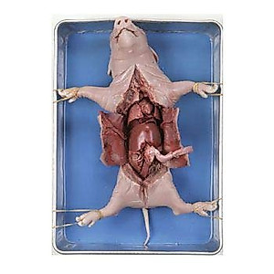 Perfect Solution Preserved Pig, Plain, 1/Bag, 5-7 in