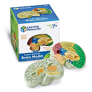 Learning Resources Cross-section Brain Model - 2 Pieces, Ages 7+ Brain Anatomy Model, Brain Functions Model, Human Anatomy for Kids, Foam Brain Model,Back to School Supplies