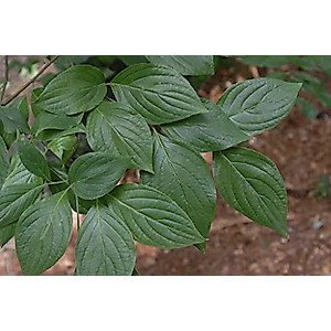 TriStar Plants - Flowering Dogwood Cherokee Brave - 1 Gallon, 4'ft Tall - Rooted Established Pot - ornus Florida 'Comco No. 1, Fast Growing Tree, Spring Flowers