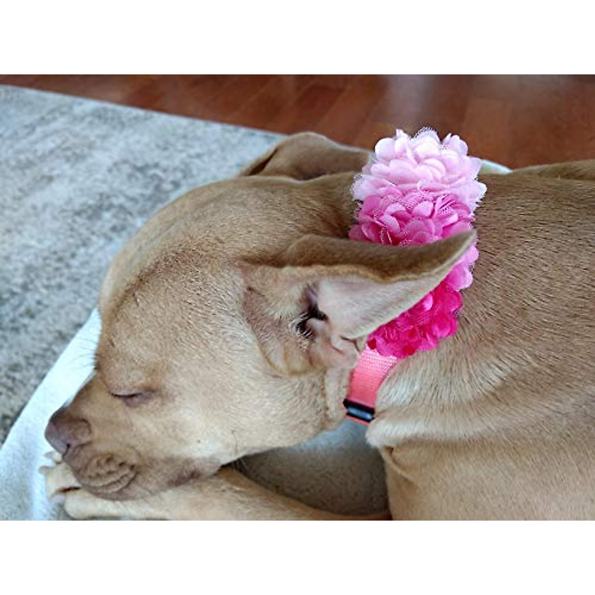 PET SHOW 2" Valentine's Day Small Dogs Flower Collar Accessories for Cat Puppies Rabbit Pigs Collars Bows Grooming Supplies Red Rose Hotpink Pink for Girls Pack of 4