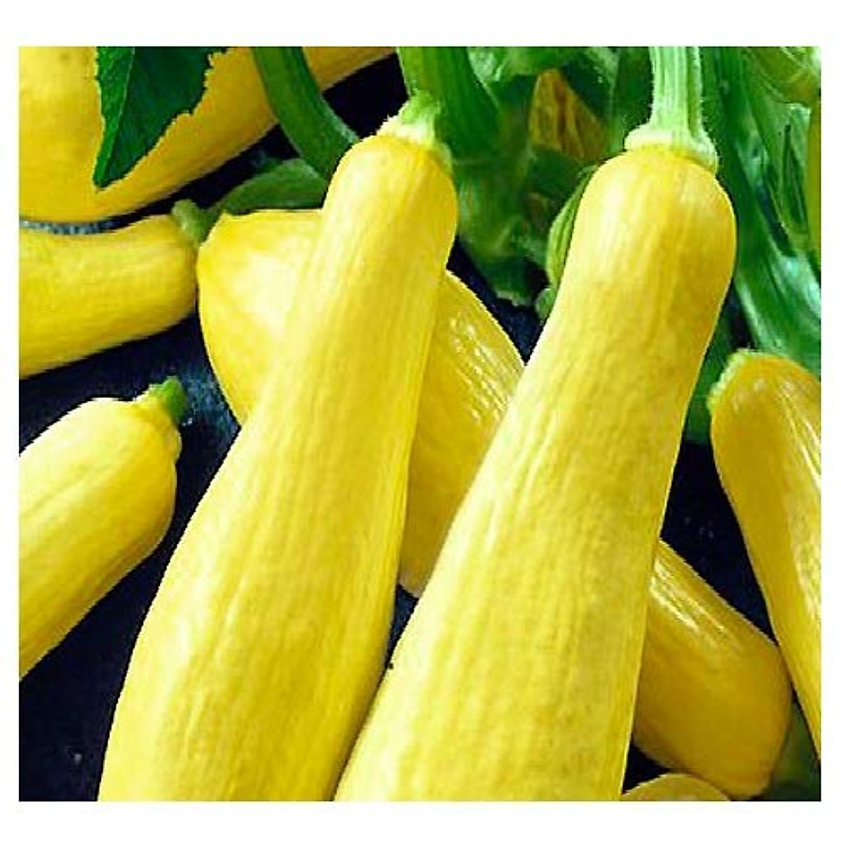 20 Straightneck Squash Seeds | Non-GMO | Fresh Garden Seeds