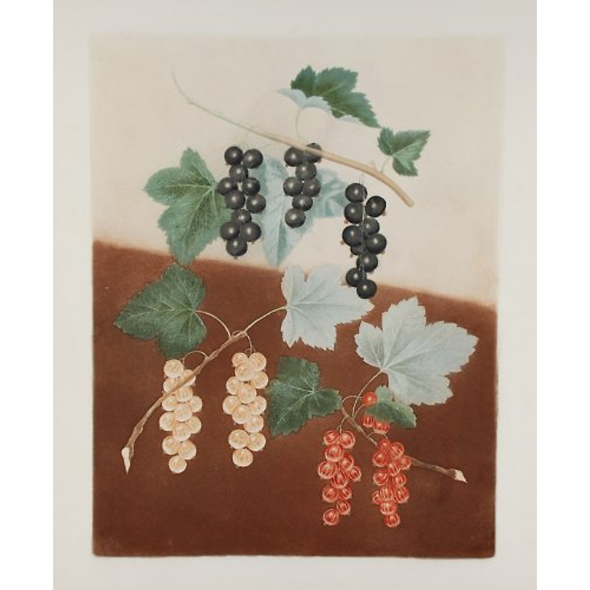 [Currants] Black Currant; White Currant; Dutch Red Currant