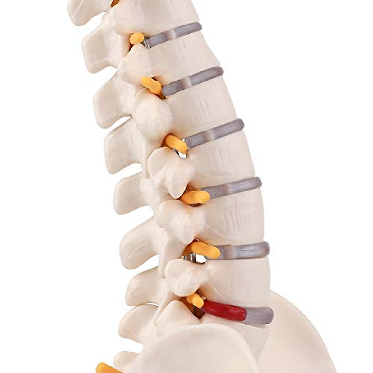 LYOU Miniature Spine Anatomy Model, 15.5" Mini Vertebral Column Model with Spinal Nerves, Pelvis, Femur, Mounted On a Base