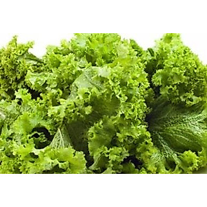 500 Old Fashioned Mustard Seeds for Planting Heirloom Non GMO 1.5+ Grams Garden Vegetable Bulk Survival