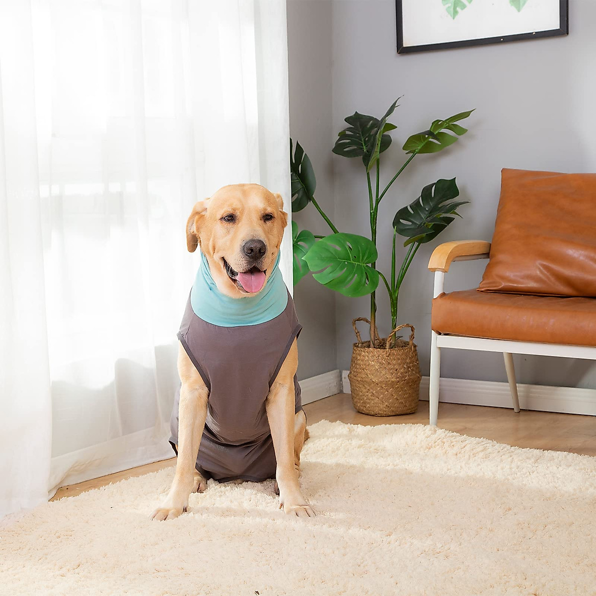 Musraya Dog Surgery Recovery Suit, Onesies for Dogs After Surgery, Dog Spay Recovery Suit Female, Breathable Neutering Recovery Suit for Male Dogs, Puppy Onesies Dog Surgical Suit (Darkgrey,S)