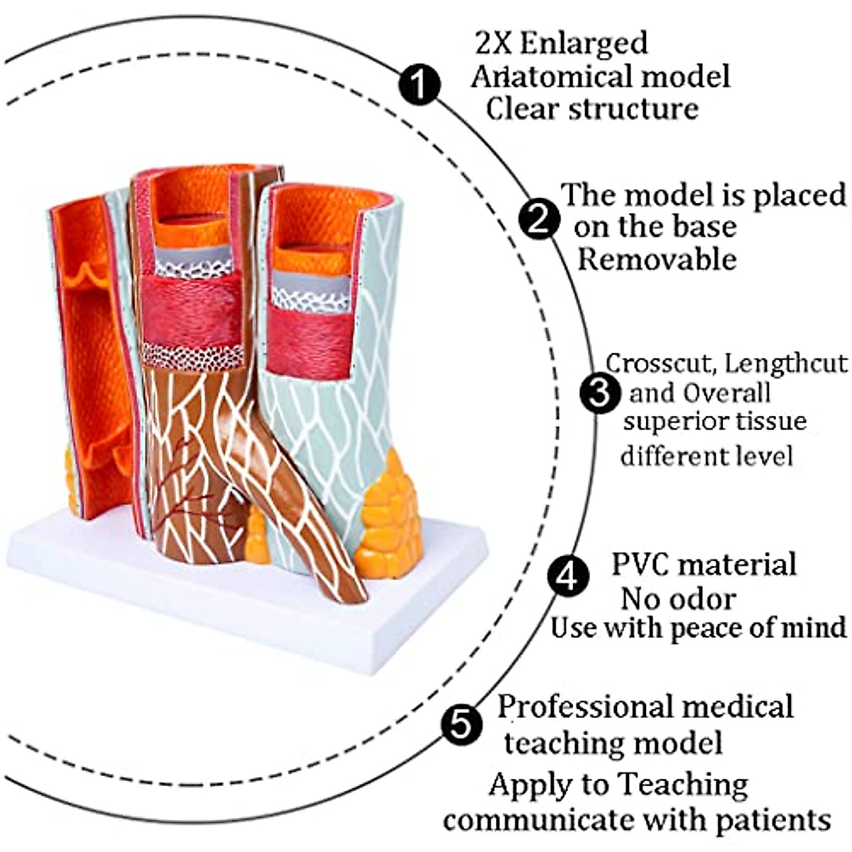 Removerable Teaching Model Human Blood Vessels Model 14 X Enlarged Anatomy Model Arteriovenous Cardiovascular Model Medical Teaching Anatomy