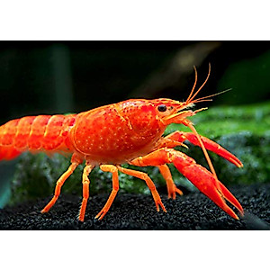 Aquatic Arts 1 Male Neon Red Crayfish | Live Freshwater Aquarium Lobster / Crawfish / Crawdad / Real Living Fish Tank Pet