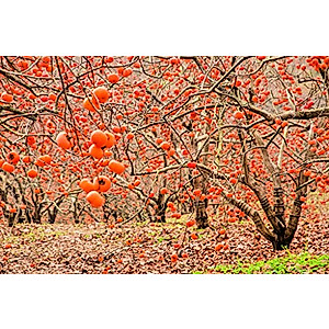 American Persimmons Tree Seedlings for Planting - 1 Yr Old Seedlings (3 Persimmon Tree)