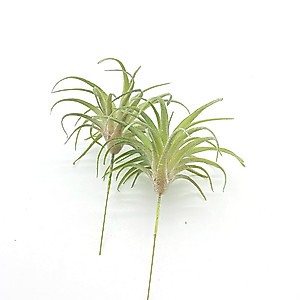 ZKTECH 4 Pack Artificial Succulent Plants Flocked Air Plants Grass Faux Flocking Tillandsia Air Plants Bromeliads for Home Garden Decor Terrarium Project Fake Artificial Plants Arrangement