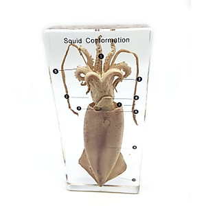 Squid Cuttlefish Conformation Specimen in Acrylic Block Paperweights Science Classroom Specimens for Science Education