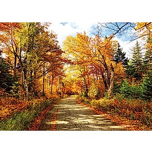 SJOLOON Fall Photography Backdrop Autumn Backdrop Golden Fallen Leaves Real Natural Landscape Photography Background for Party Decoration Banner Baby Shower Studio Props 11631 (7x5FT)