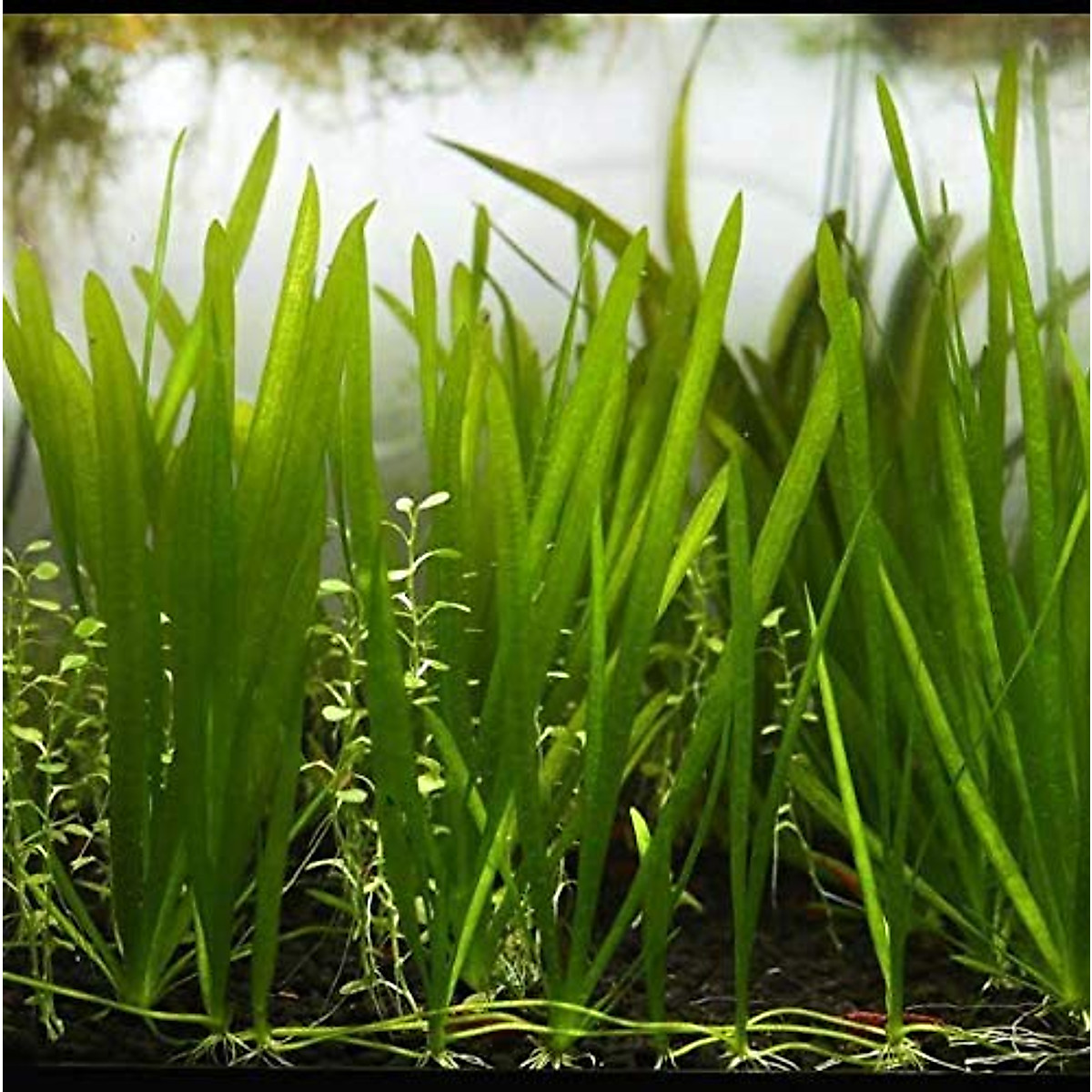Planterest - Jungle Val Rooted Vallisneria Spiralis Bunch Live Aquarium Plant Low Light Background Stems Decorations BUY2GET1FREE