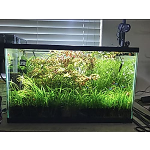 Marcus Fish Tanks - 10x Dwarf Sagittaria Subulata Live Aquarium Plant Dwarf Sag Freshwater Aquatic Carpeting Plant BUY2GET1FREE