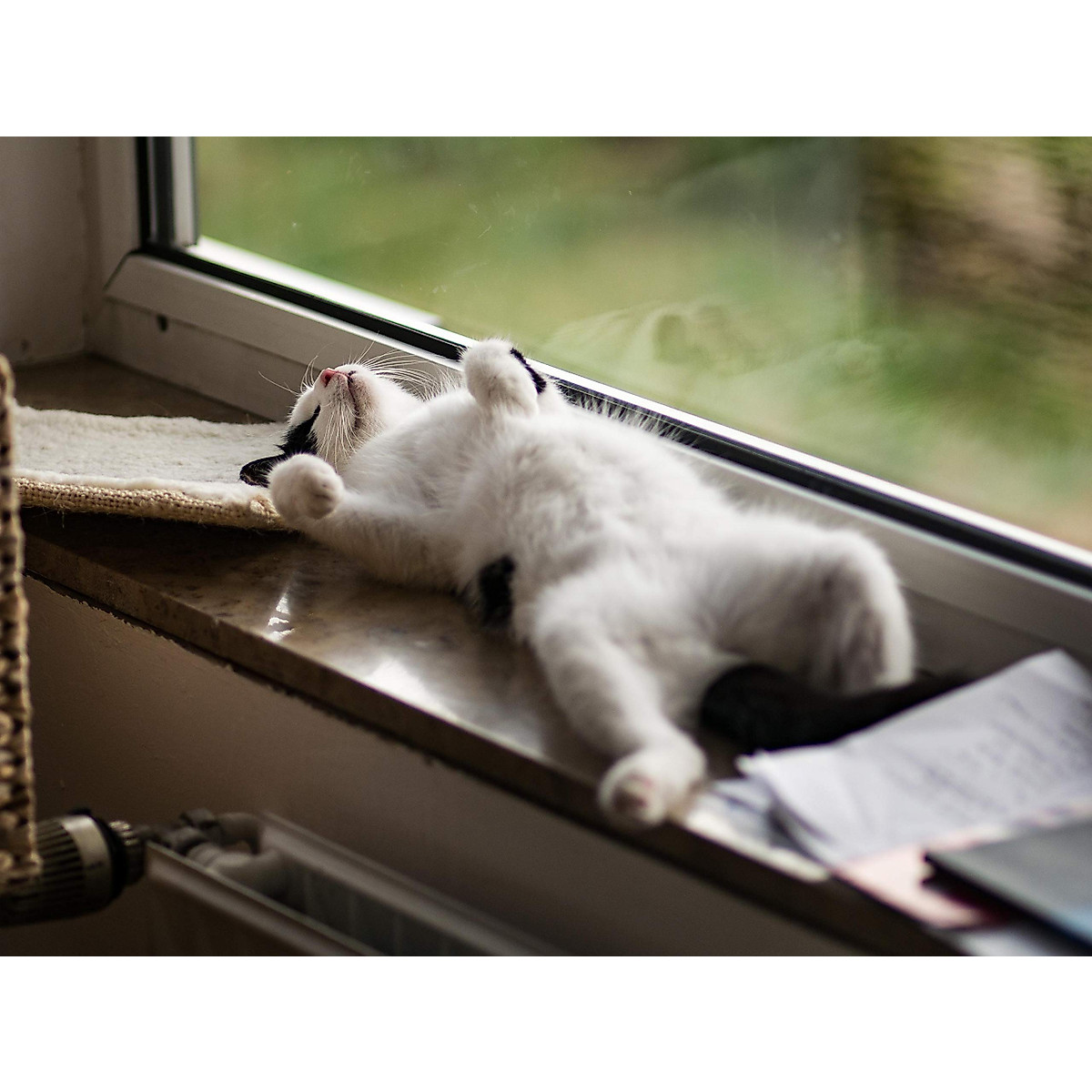 MY LUCKY PETS LLC Natural pet Anxiety and Stress cat - Advanced Relaxant for Cats - Calms Down Your CAT - Anxiety Relief Complex - cat Calming tryptophan - 1 Bottle (90 Chewable Tablets)