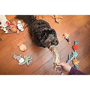 Devil Dog Pet Co Antler Dog Chew - Premium Elk Antlers for Dogs - Long Lasting Dog Bones for Aggressive Chewers - No Mess No Odor - Wild Shed in The USA - Veteran Owned (Medium)