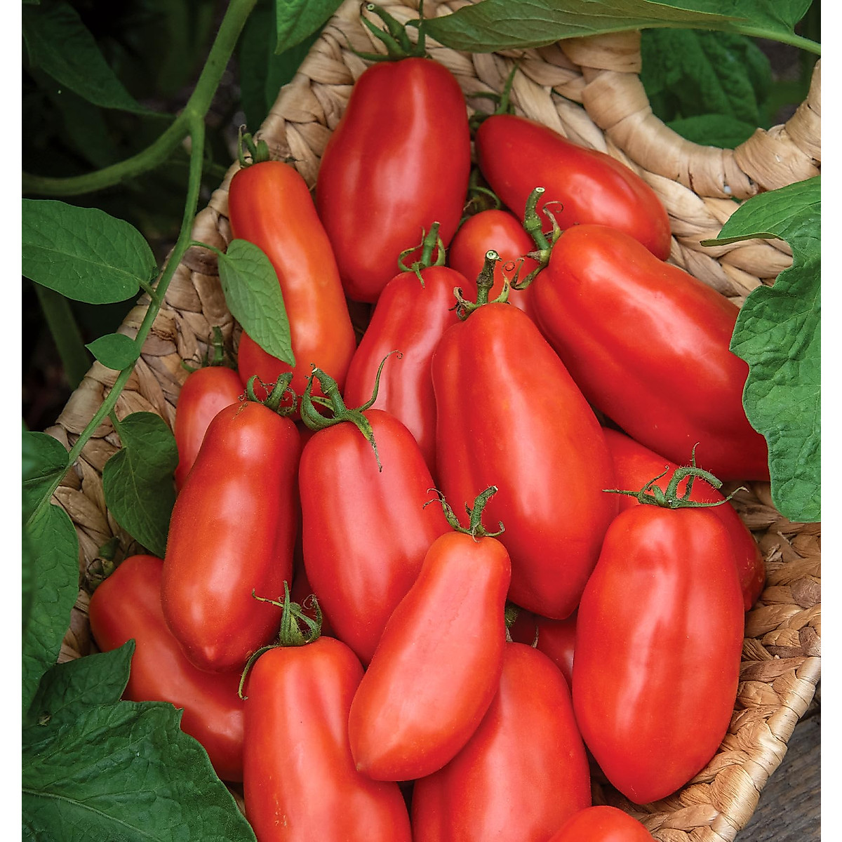 Burpee 'San Marzano' Heirloom, Paste Tomato, 75 Non-GMO Seeds