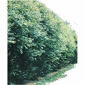 24 Hybrid Willow Trees. Austree Grows 12 Foot 1st Season. Create Instant Privacy Fence Hedge