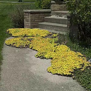 2000+ Yellow Creeping Thyme Seeds for Planting Thymus Serpyllum - Heirloom Ground Cover Plants Easy to Plant and Grow - Open Pollinated