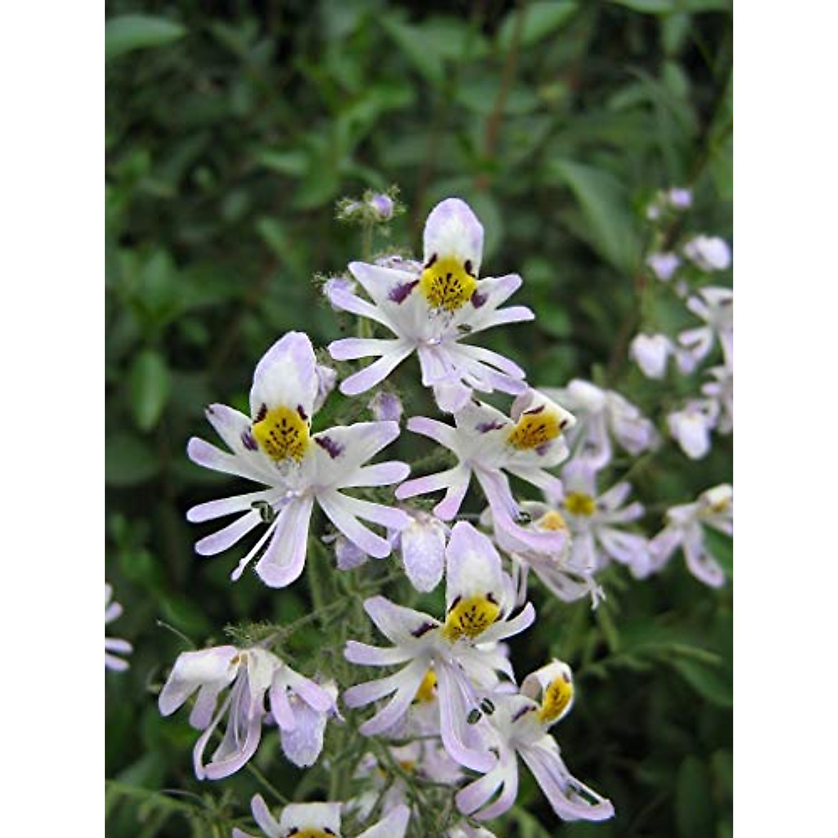 1194B-White Angels Poor Man's Orchid (Schizanthus pinnatus) Seeds by Robsrareandgiantseeds UPC0764425788430 Non-GMO,Organic,USA Grower,Bonsai,Showy, Butterfly Flower,1194-B Package of 15 Seeds