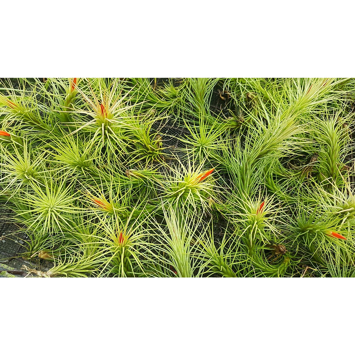 The Drunken Gnome Funkiana Air Plant Pack Tillandsia Live Easy Flowering Houseplants for Indoor Garden Office or Terrarium Choose 3 Pack 5 Pack or 10 Pack Sizes Small to Large (3 Pack)