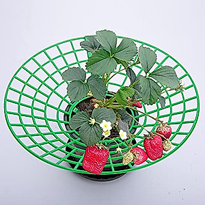 codree 10 Pack Strawberry Plant Supports, Strawberry Plant Stand with 3 Sturdy Legs, Strawberry Growing Racks, Strawberry Growing Frame, Protecting Strawberry Plants from Mold, Rot and Dirt, Green