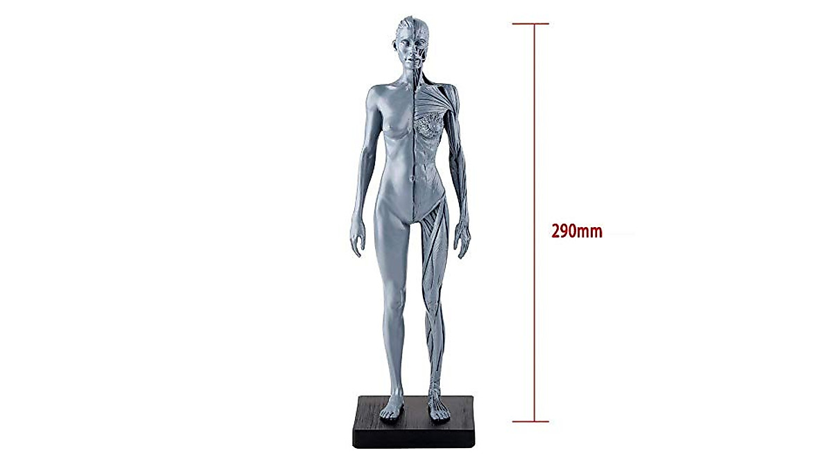Oubo Dental Female Anatomy Model - 30cm Skull & Body