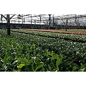 Thuja Arborvitae Green Giant - 10 Live Quart Size Plants - Evergreen Privacy Trees