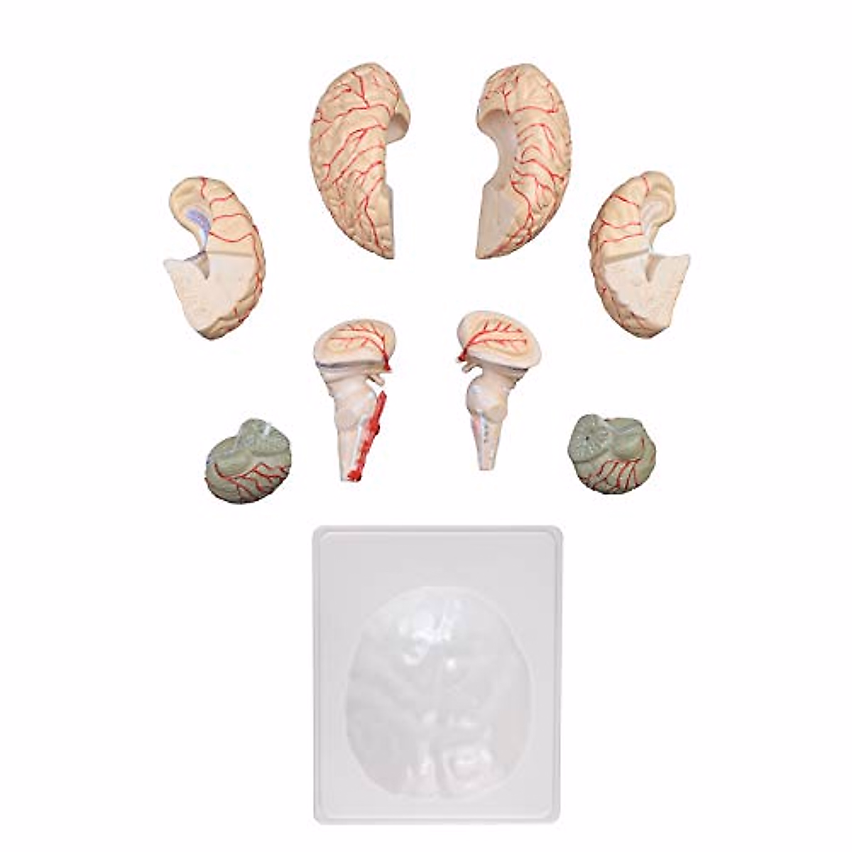 Vision Scientific VAB443 Life Size Human Brain with Arteries - 9 Parts | Shows Frontal, Parietal, Temporal & Occipital Lobes | Half of Brain Stem, Half of Cerebellum, Brain Arteries | Product Manual