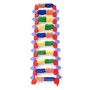 Molymod miniDNA (AMDNA06012) DNA Model 12 Base Pair Layer Kit