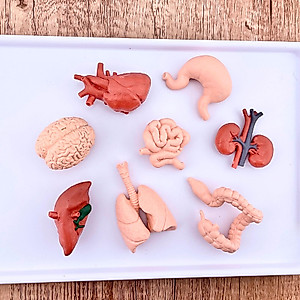 Safari Ltd. Human Organs TOOB - 8 Mini Figurines Including Brain, Heart, Lungs, Liver, Kidneys, Stomach, and Intestines - Anatomy Educational Toy Figures for Boys, Girls & Kids Ages 3+
