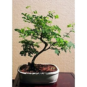 M&M BONSAI Brazilian RAINTREE
