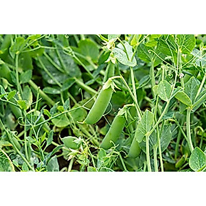 Sugar Snap Pea Seeds for Planting - Pisum Sativum - Heirloom Non-GMO Vegetable Seeds for Planting a Home Garden by RDR Seeds